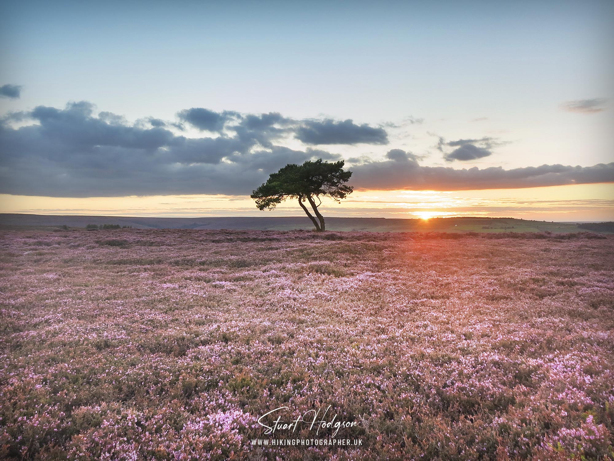 Egton Bridge Walk, The Lone Tree & moors full of heather in North ...