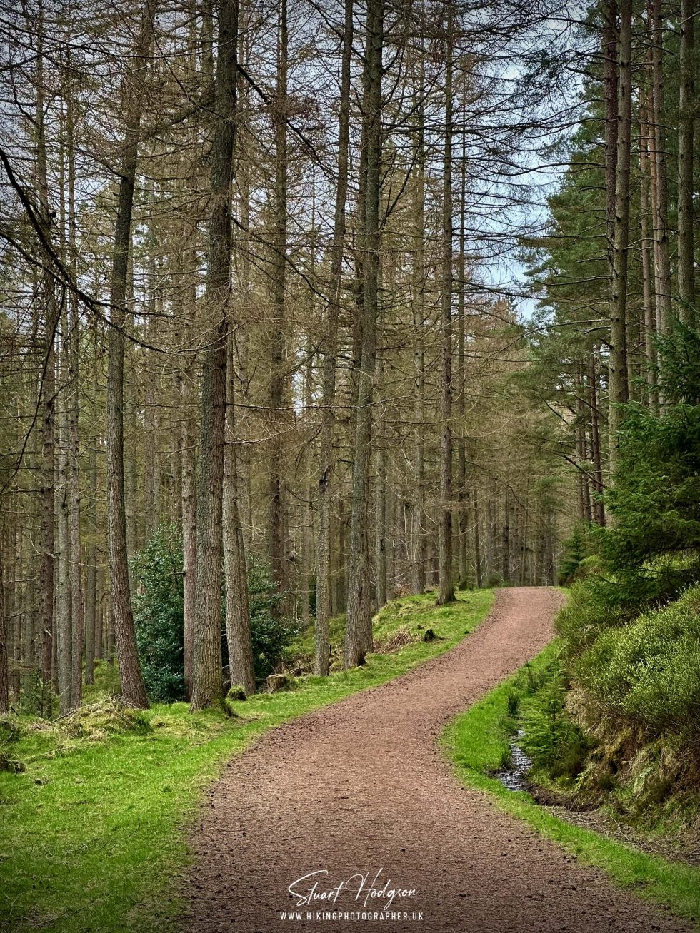 Thrunton Woods: How to explore this large woodland in Northumberland ...