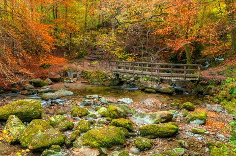 Stock Ghyll Force Best Walk - A Hidden waterfall Gem near Ambleside ...